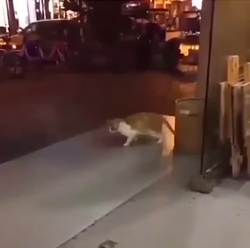cat doing the moonwalk