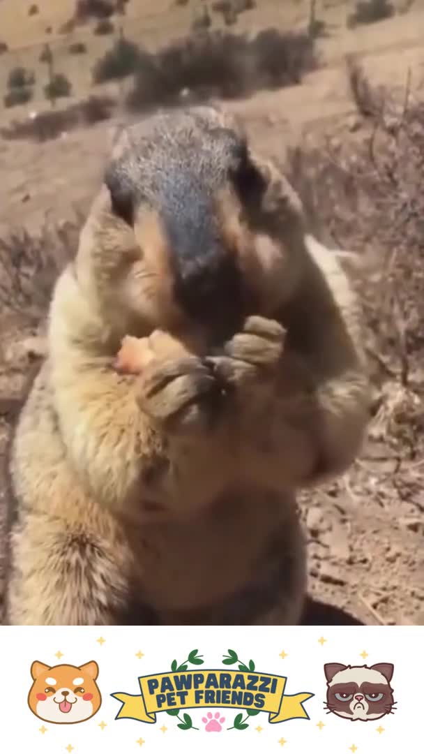 Cute baby animals Eating food ASMR :Biscuits cookie crunchies gophar#Shorts