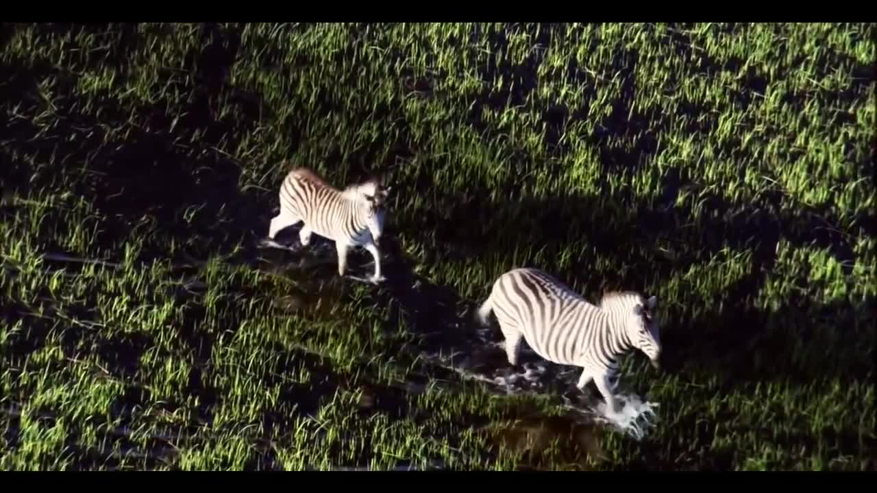 The most dangerous tiger in the world