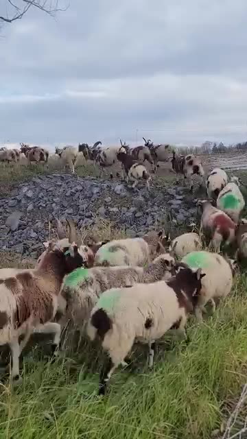 Sheep Breeding Group Management - The Jacob cleanup ram group