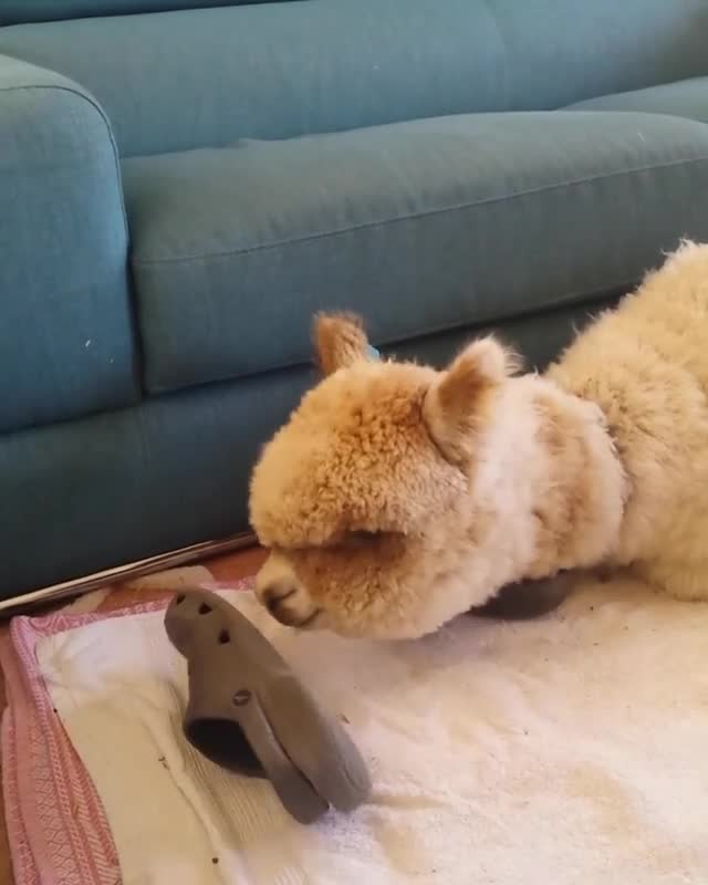 Alpaca Confused by Crocs