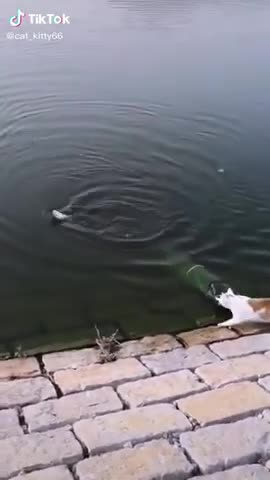 Hilarious cat video (ALMOST DROWNED!!!)