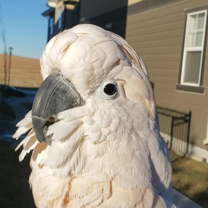 Talking cockatoo literally barks at the neighbor's dog