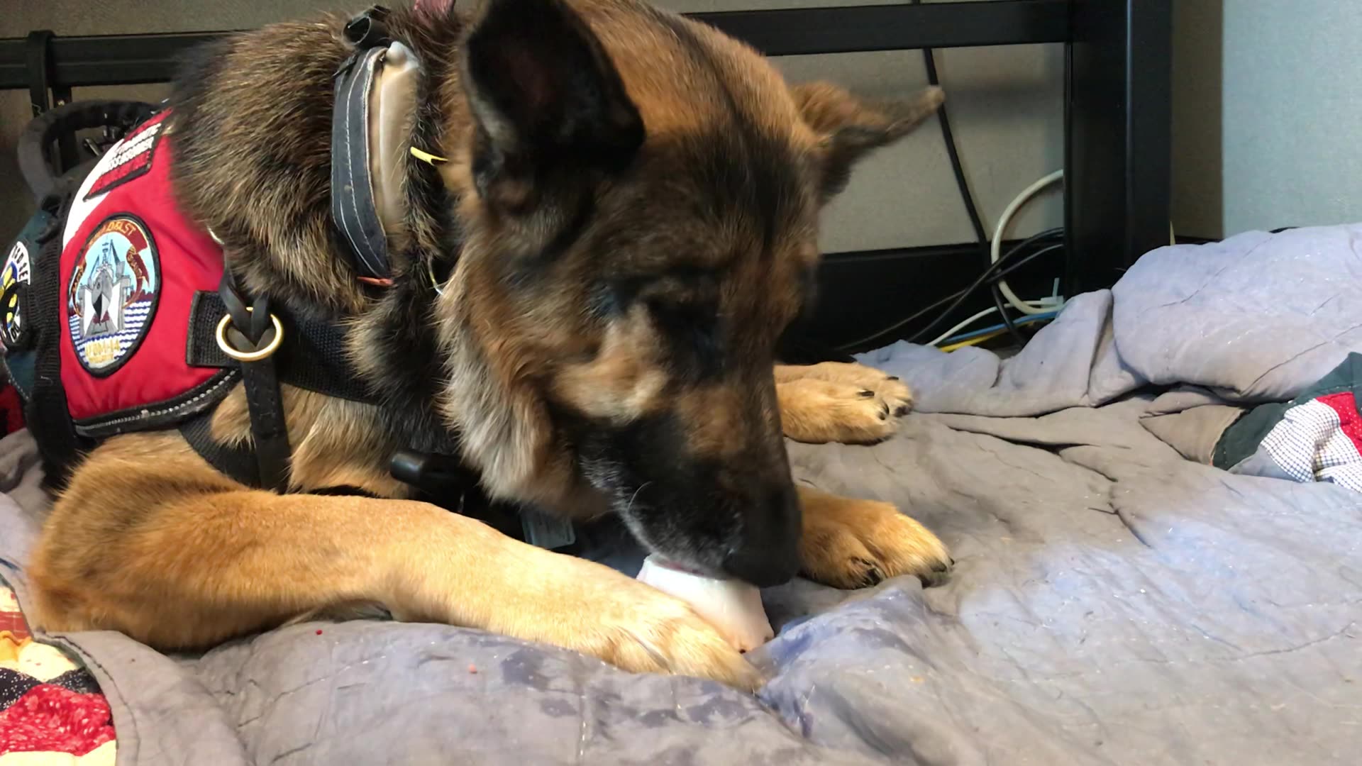 Spacie Gracie & her kong