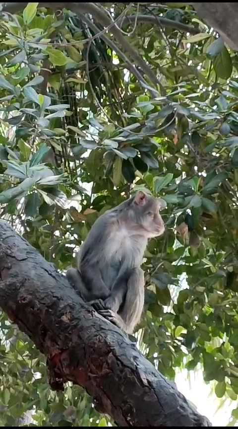 How the monkey is playing in the tree branch Chimps Hunting in Trees ...