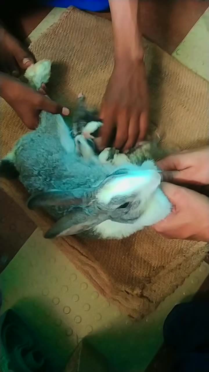 Cute Rabbit Drink Mother Milk, Amazing Video, Cute rabbit🐇🐇