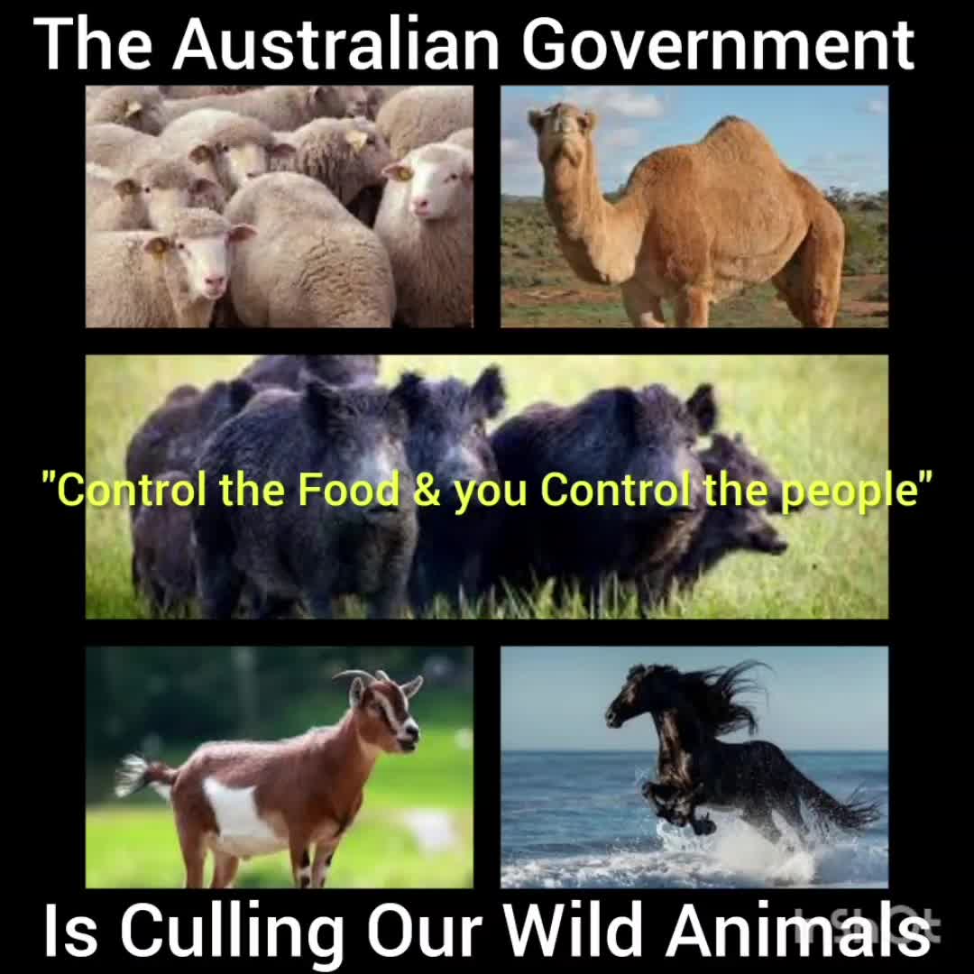 The Australian Government is Culling our Wild Animals