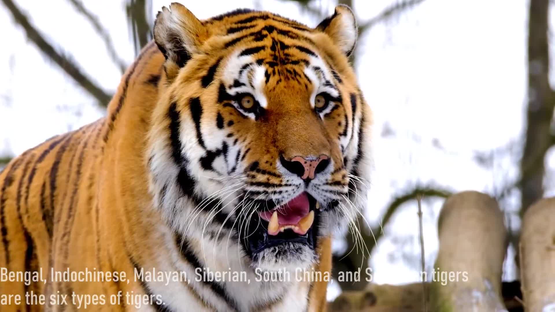 TIGER INTERESTING FACTS - TIGER AMAZING FACTS | 10 INTERESTING TIGER FACTS TIGER INTERESTING FACTS - TIGER AMAZING FACTS | 10 INTERESTING TIGER FACTS