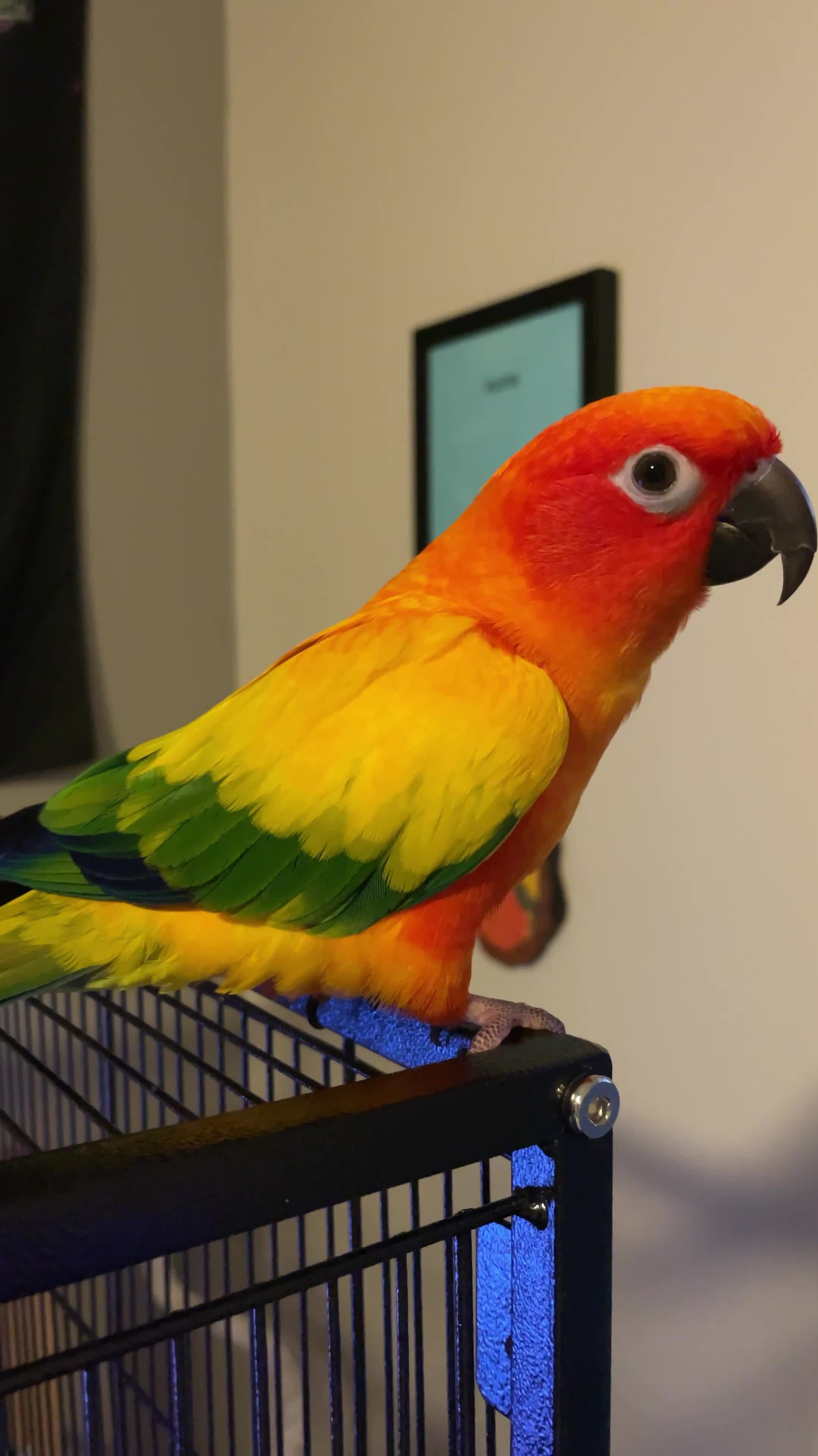 Parrot has conversation with mom about his screaming