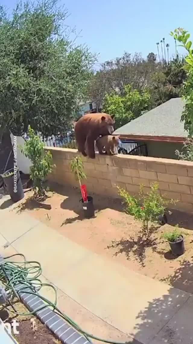 Bear