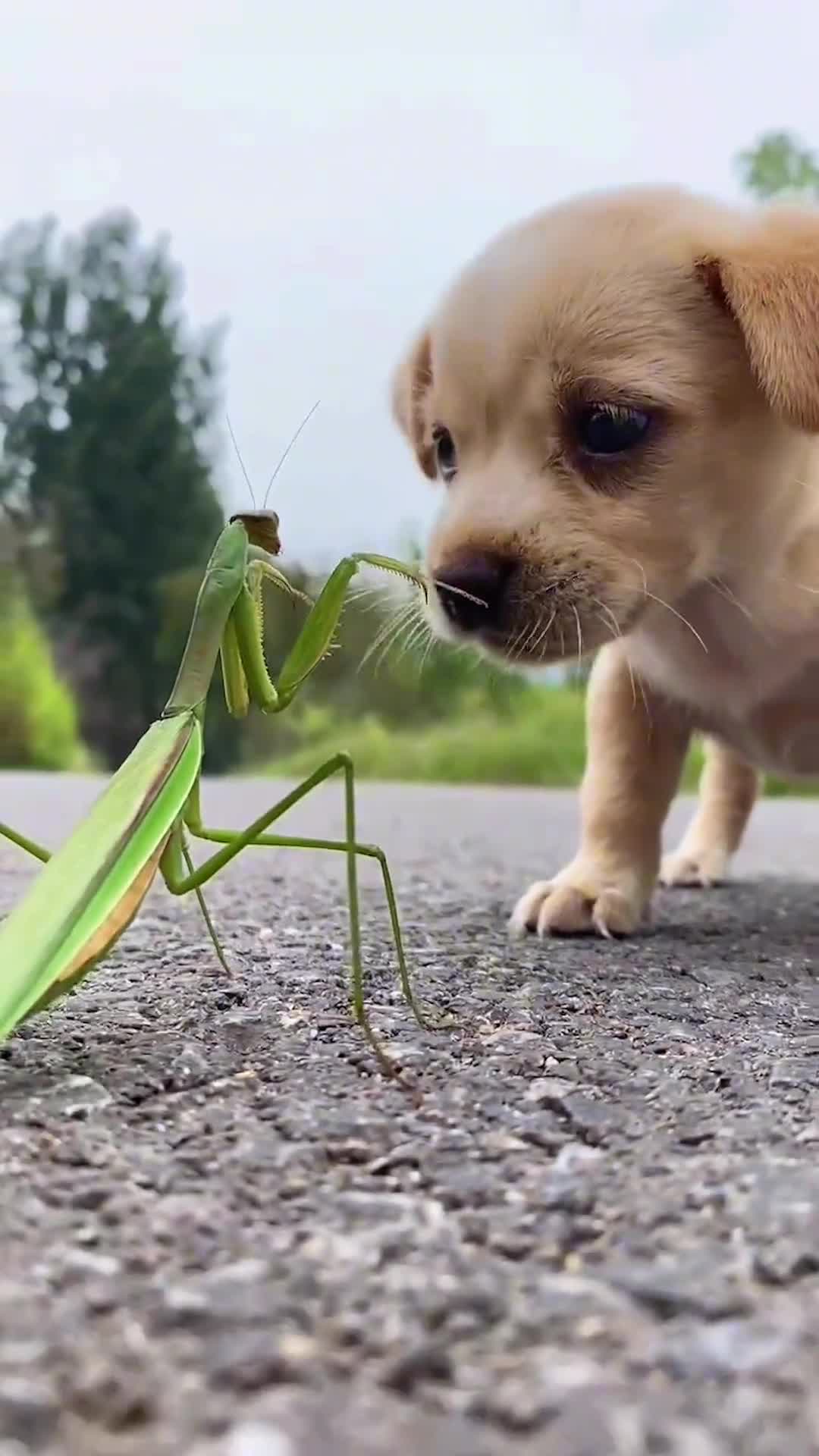 The story of the dog mantis