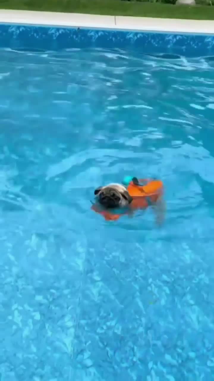 First time swimming🏊 the pug