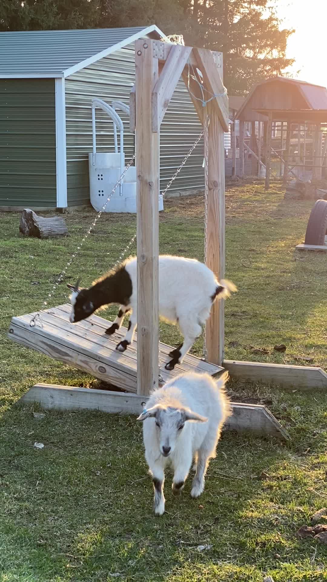 Goat Enjoying Some Time on Special Swing
