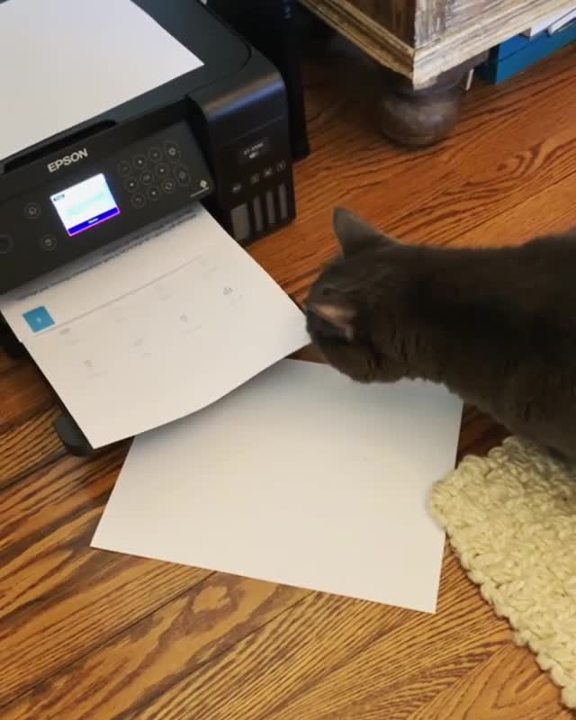 These Cats Take On Their Biggest Nemesis - The Printer