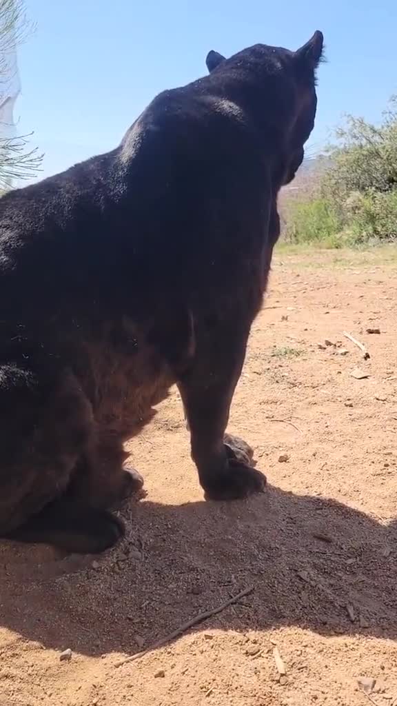 Have you tried to see the black panther up close