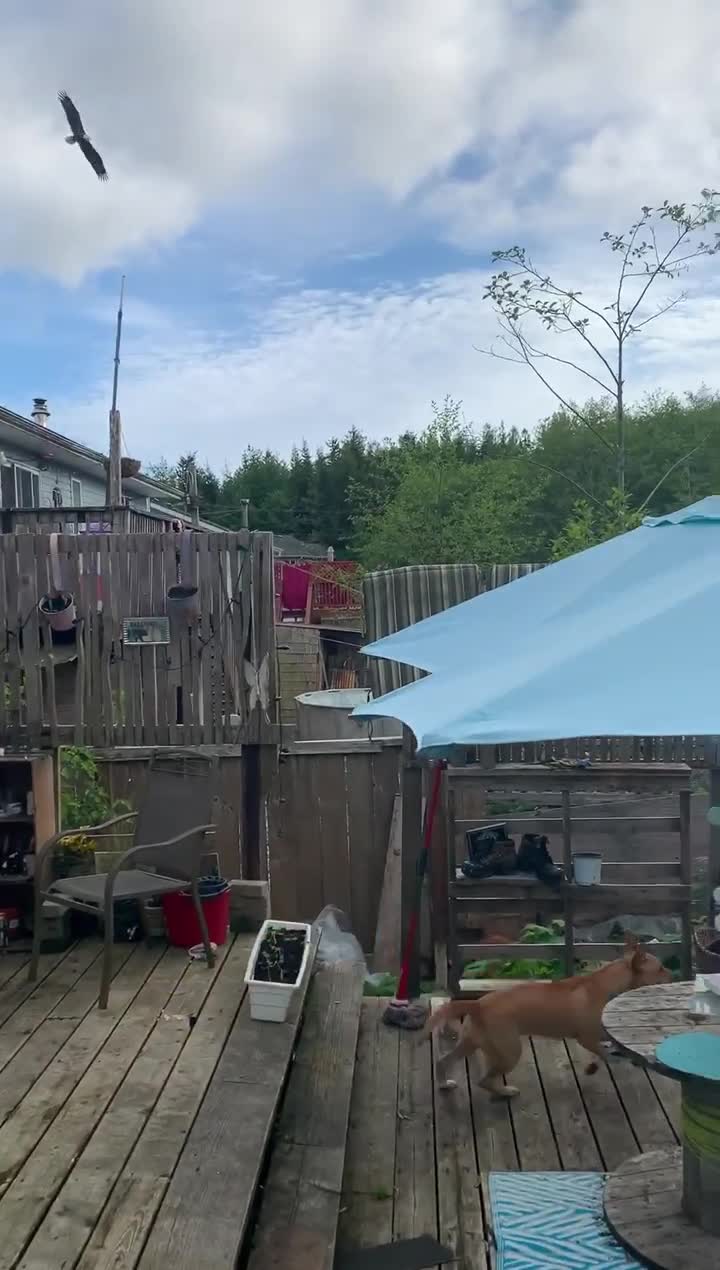 A Soar of Bald Eagles Swarm Backyard