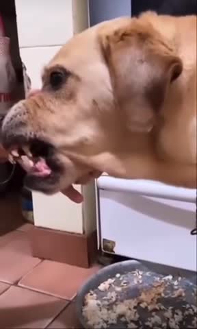 Best Funny Dog Rapper