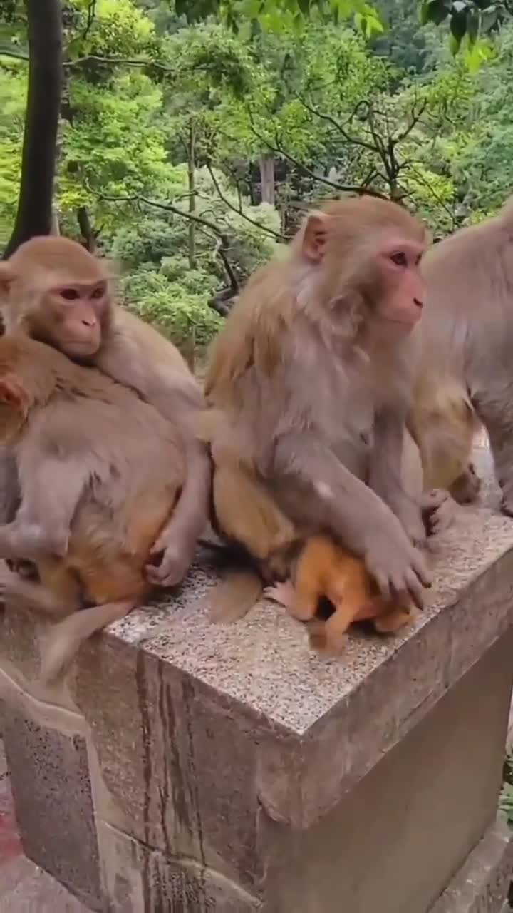 Cute little monkey crying