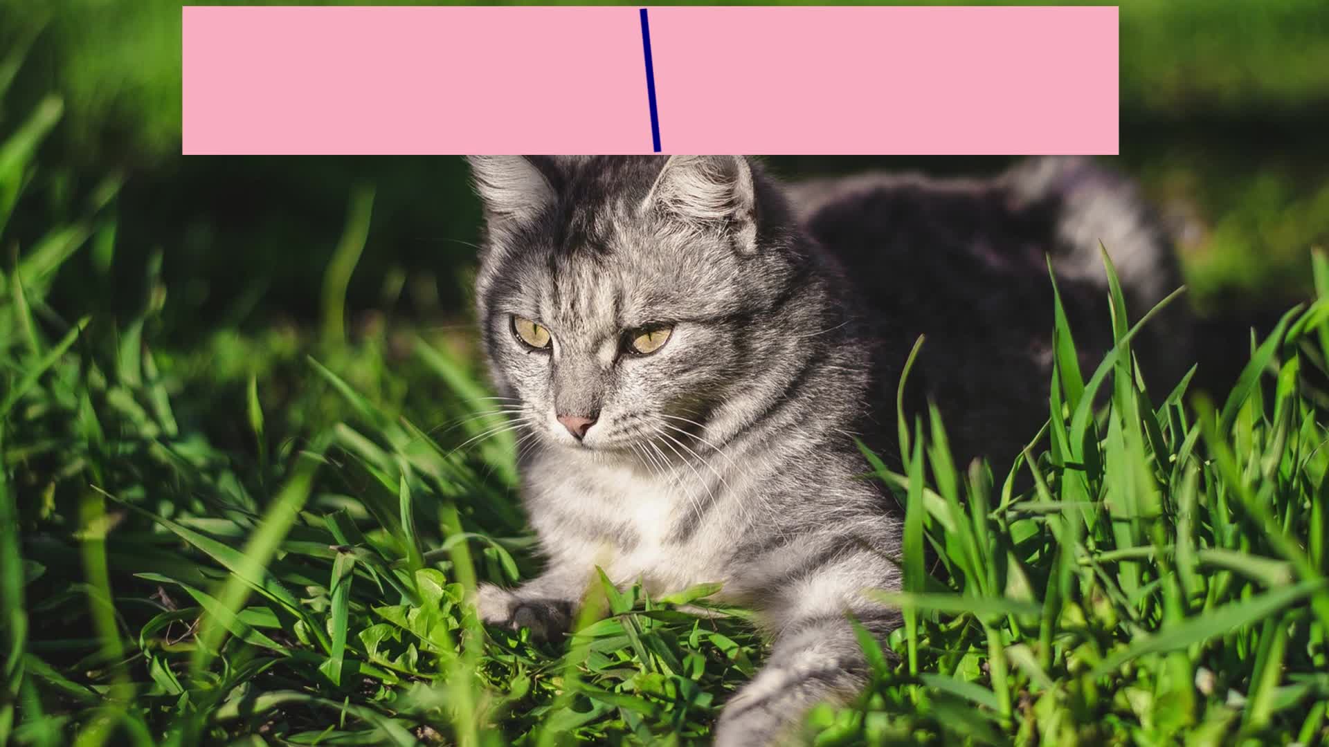 More Cool Facts About How Cats Benefit Humans And Why Cats Are So ...