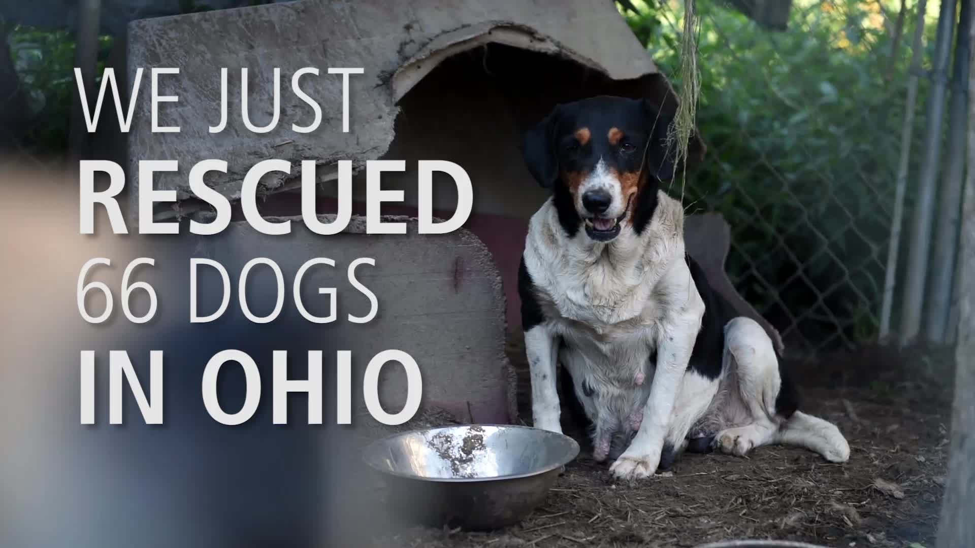 Nearly 70 animals rescued from unsafe and unsanitary living conditions ...