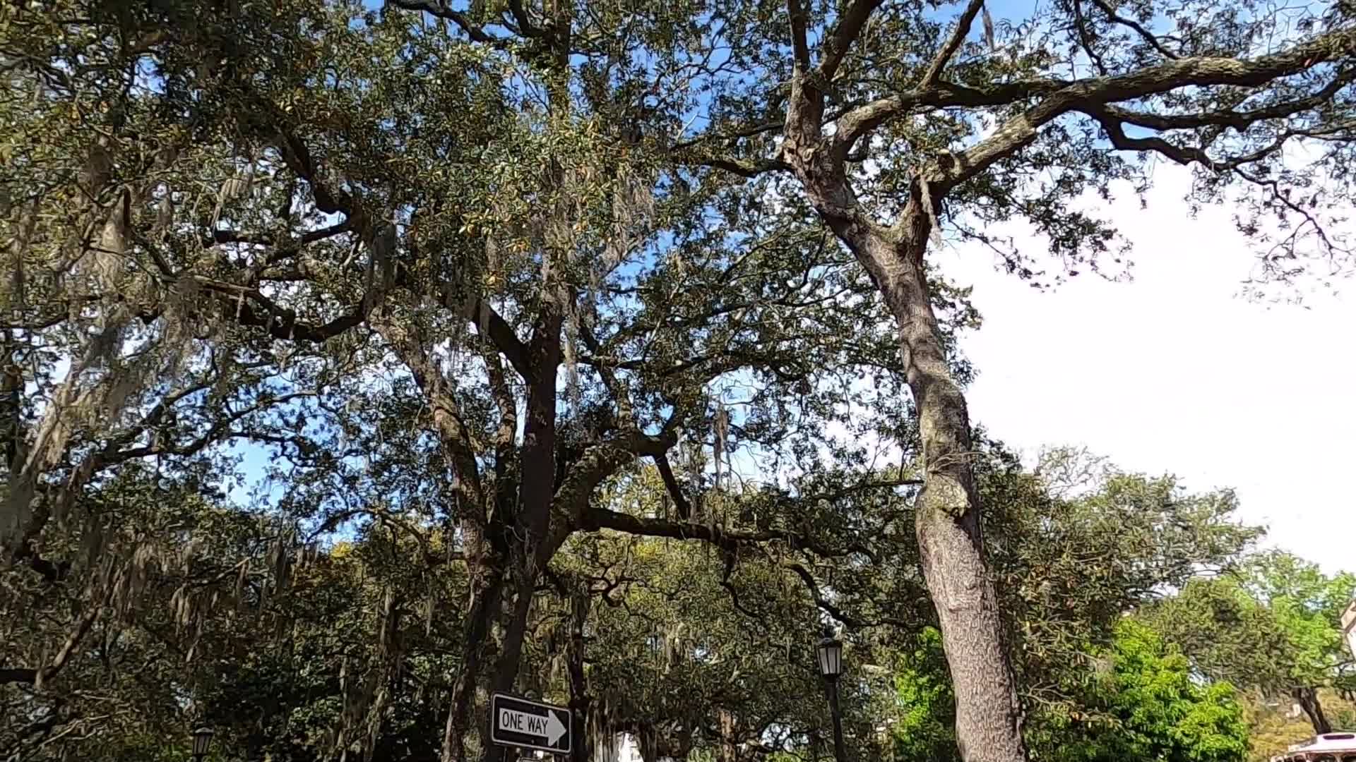 Forsyth Park, Chippewa Square,(Forrest Gump Bench Location!). Savannah ...