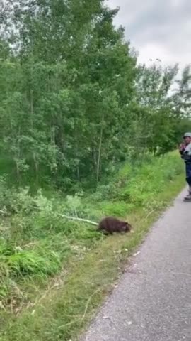 Beaver casually crosses path with gigantic branch