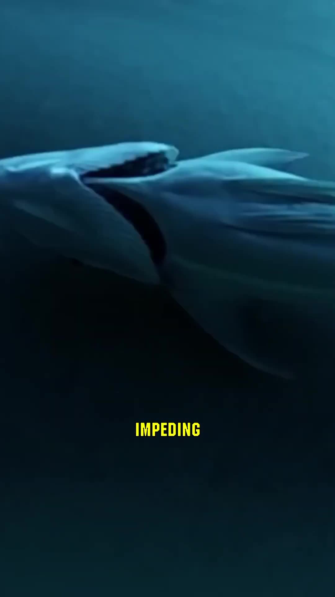 The Ocean's Clever Best Freeloaders!