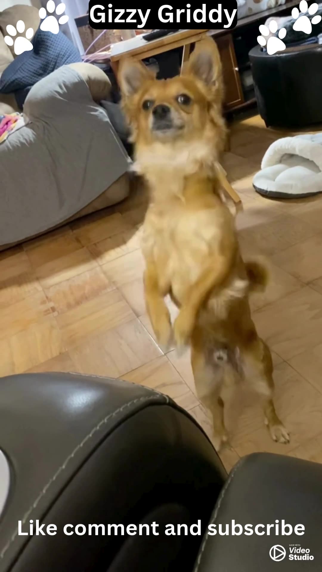 Gizzy The Chihuahua dances to the Griddy!!
