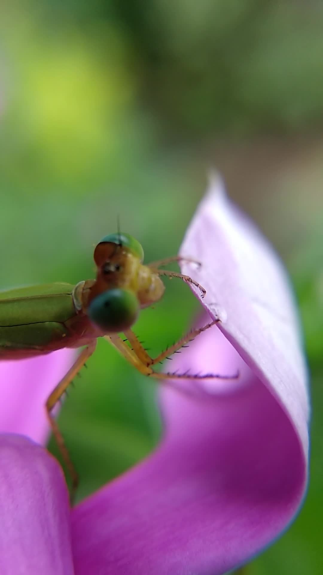 One of the most beautiful insects