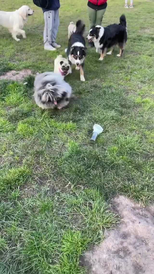 🔥Funniest Dogs will make you laugh all day long | Instagram Reels and ...