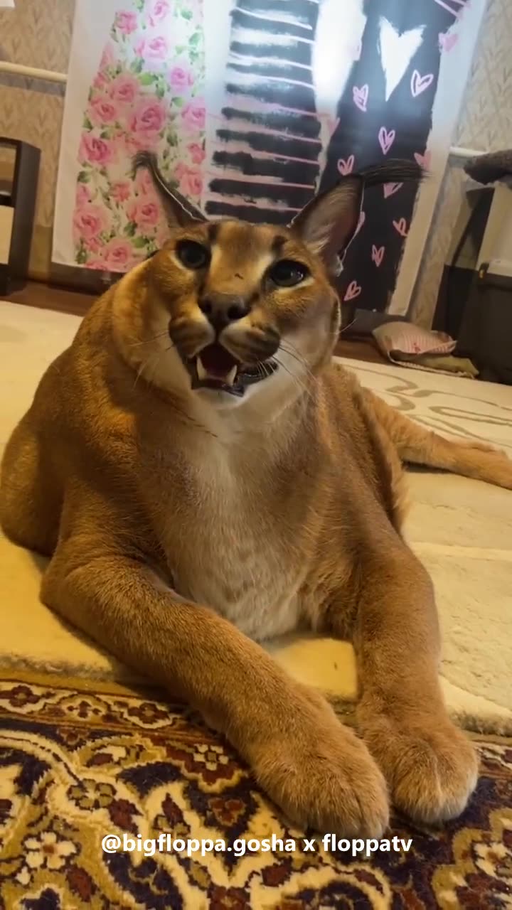 Big Floppa is a Cute Boy #floppappatv #caracal