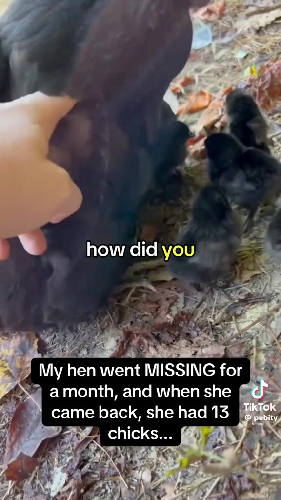 my hen went missing for a month, and when she came back, she had 13 chicks