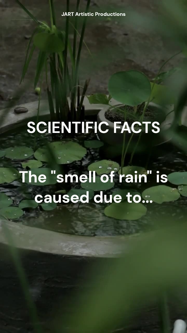 Unraveling the 'Smell of Rain': Scientific Facts that will blow your mind!