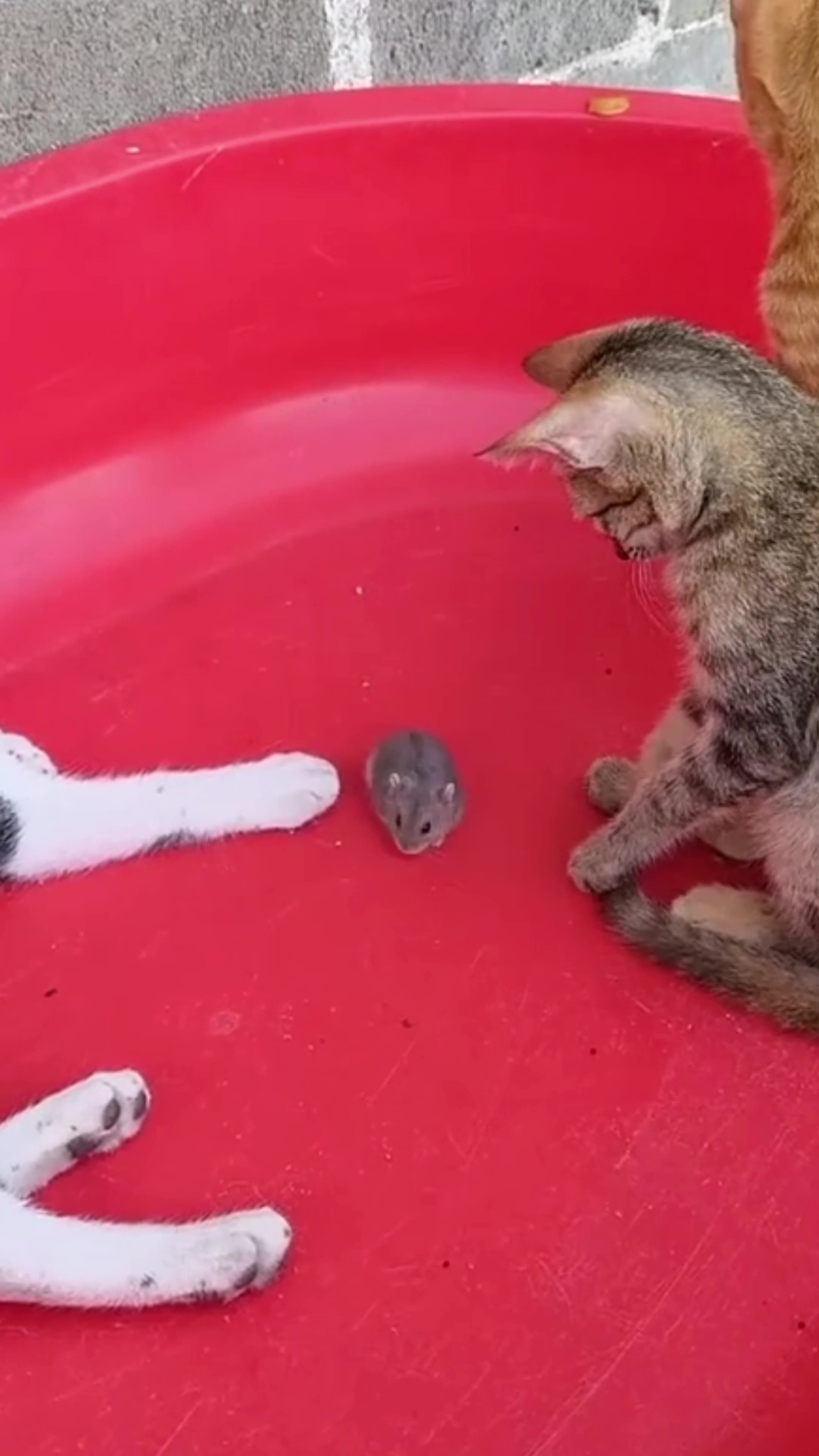 Funny cats playing with mouse