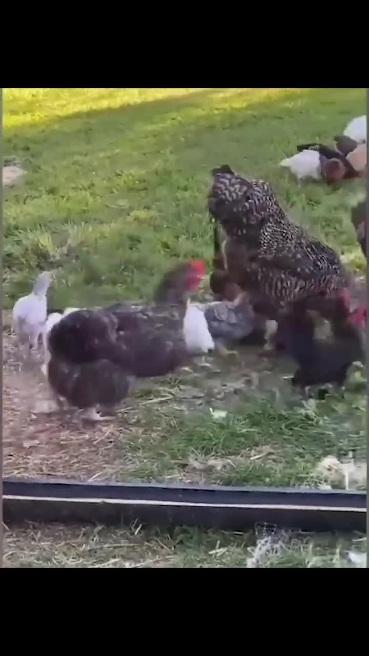 Funny Animal Video Meme Compilation part 005