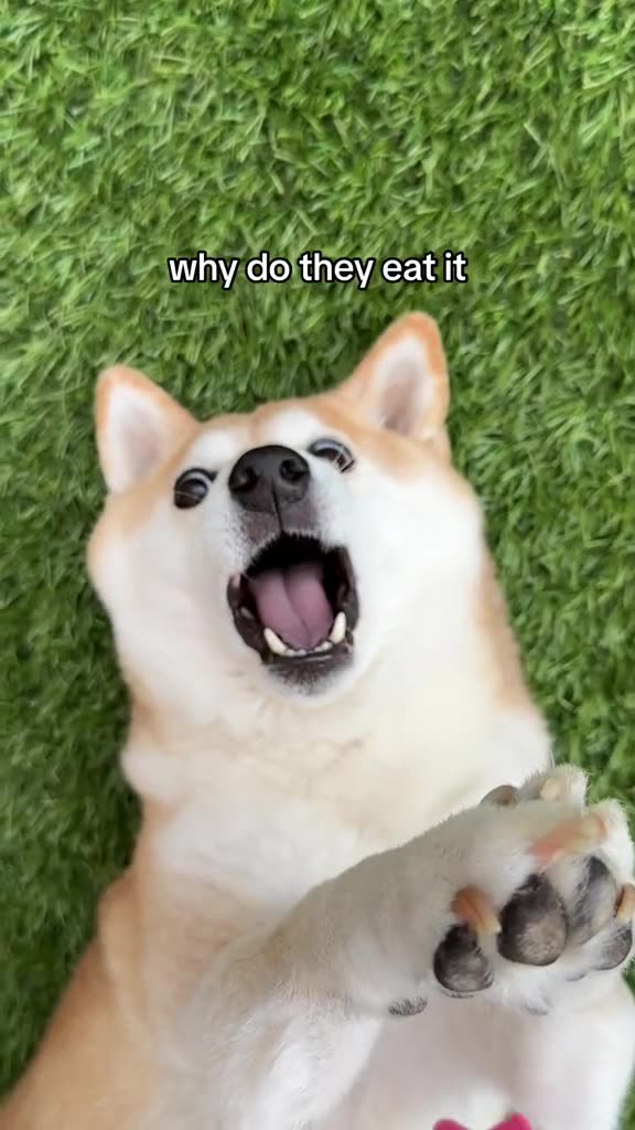 Shiba acts super flirty spoiled