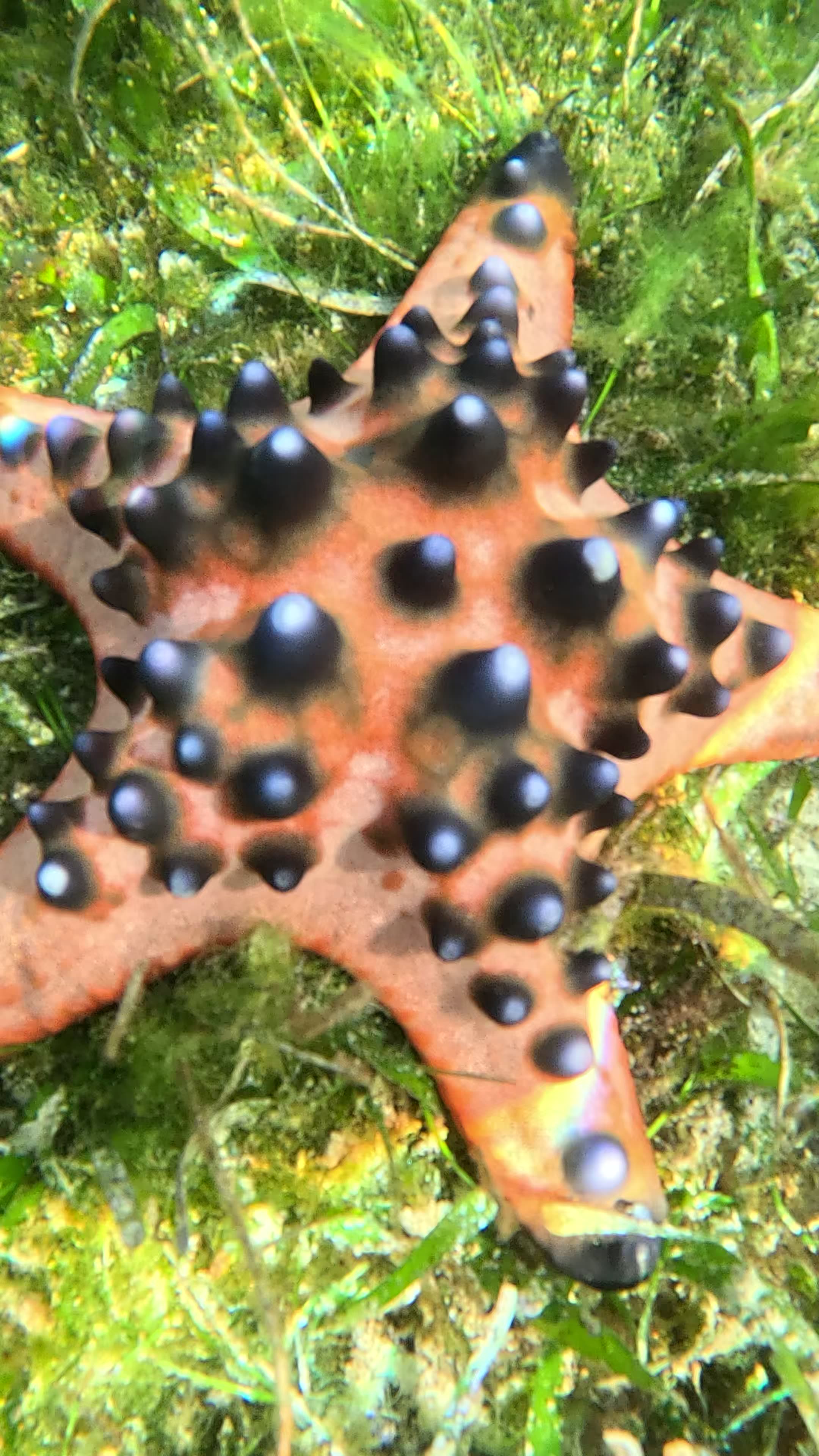 Starfish Snorkeling Day: Exploring Underwater Wonders