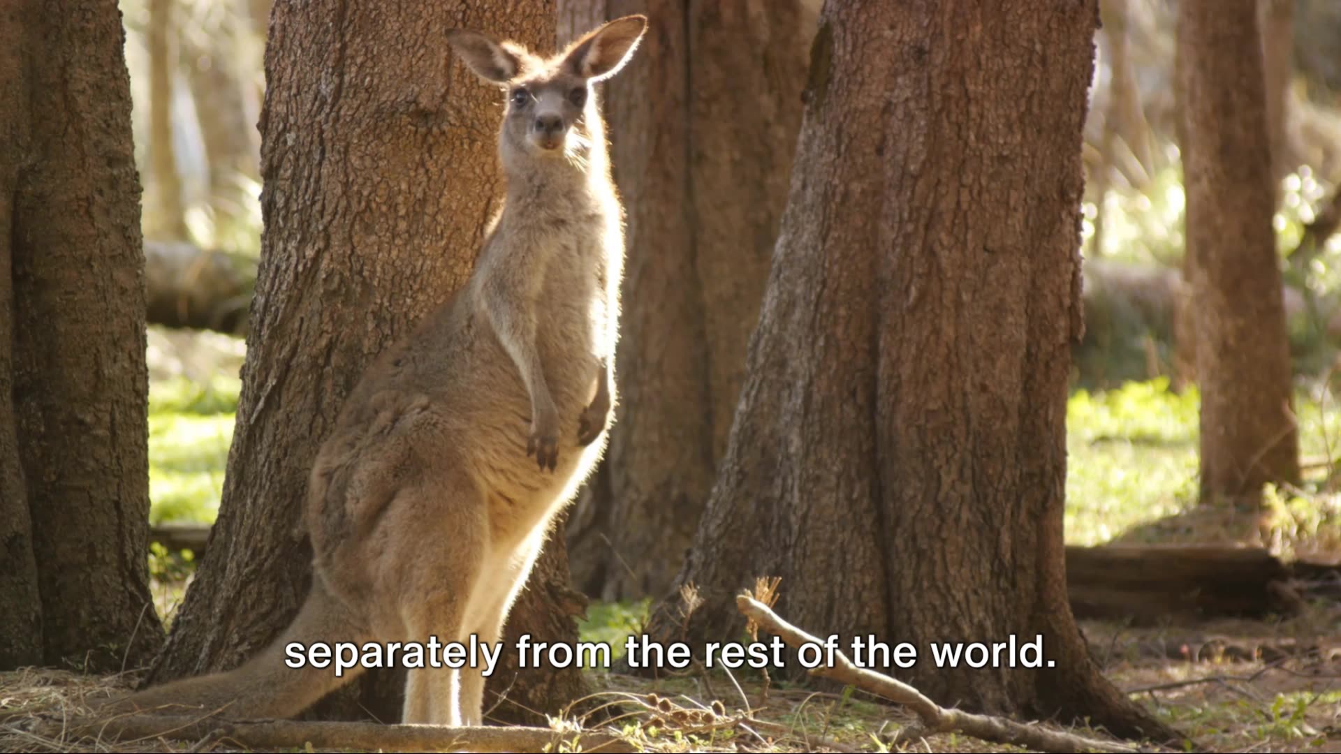 Australia's Hoppers - Why Are Kangaroos Only Found In Australia
