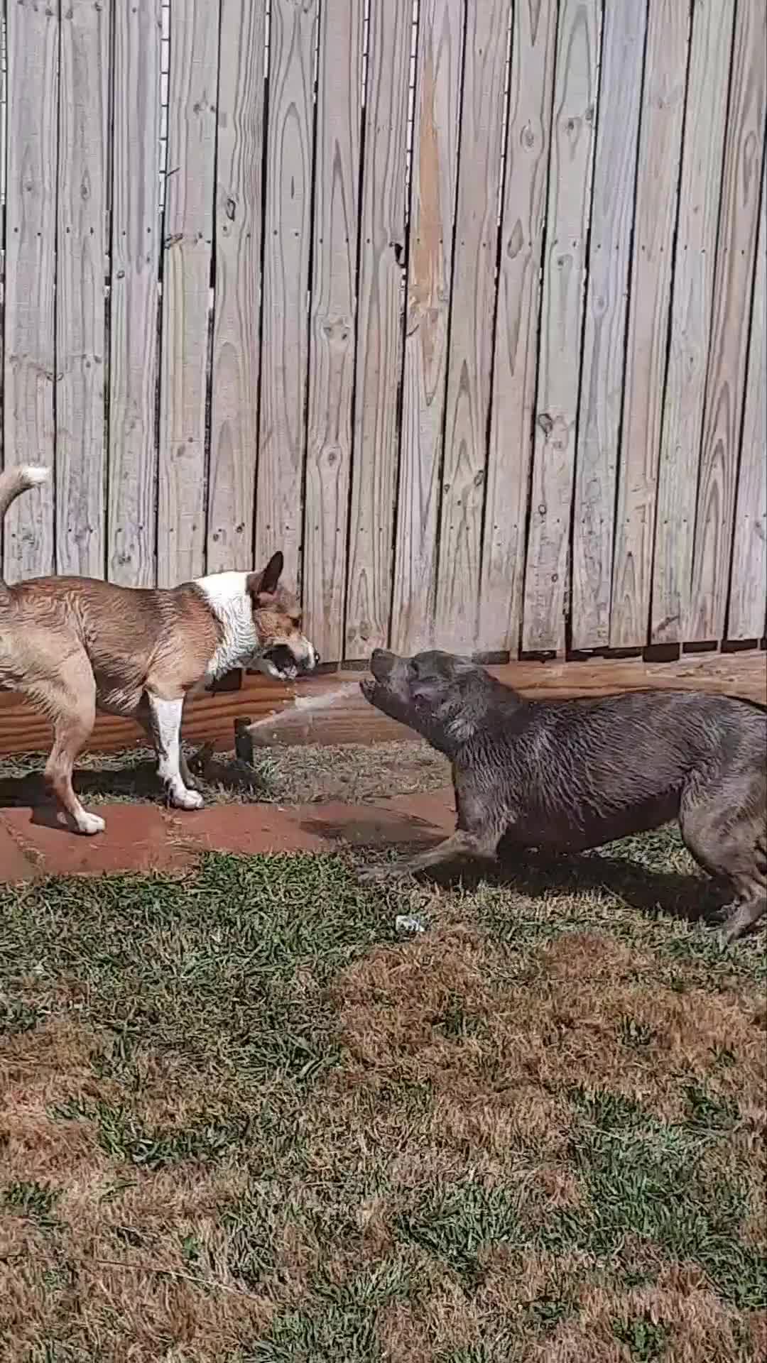 Dogs and sprinklers with Claire Bear and Tucker Carlson