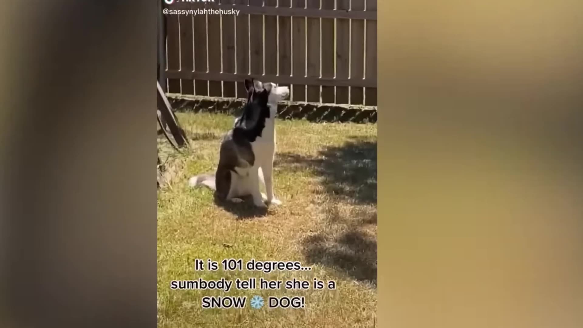 OMG funny videos / funny animal video /funny dog and cat video