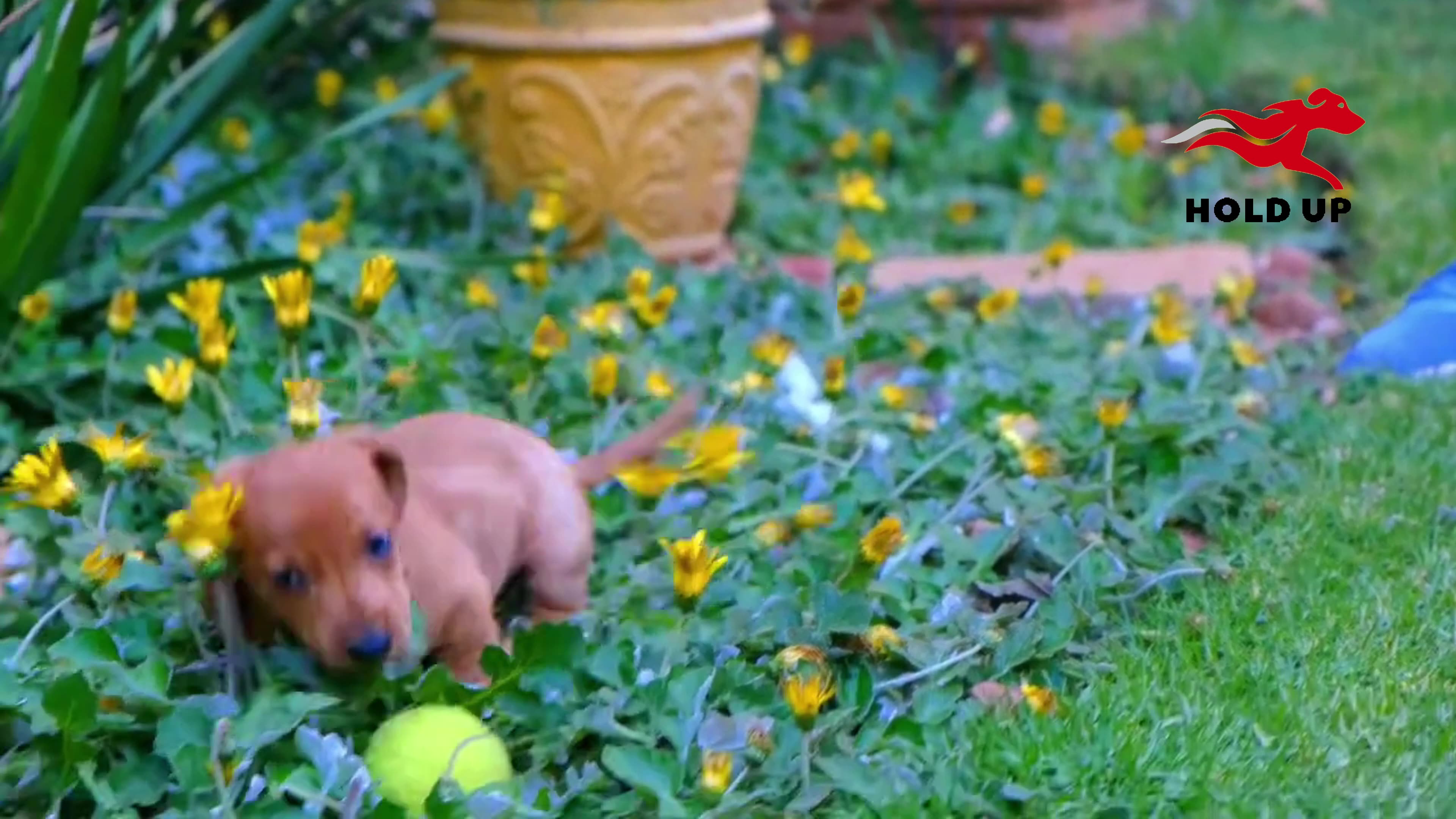 Cute baby animals Videos Compilation cutest moment of the animals ...