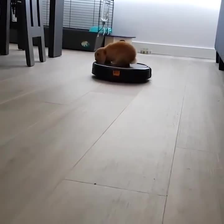 Funny and Cute Baby Bunny Rabbit Videos - Baby Animal Video Compilation-18