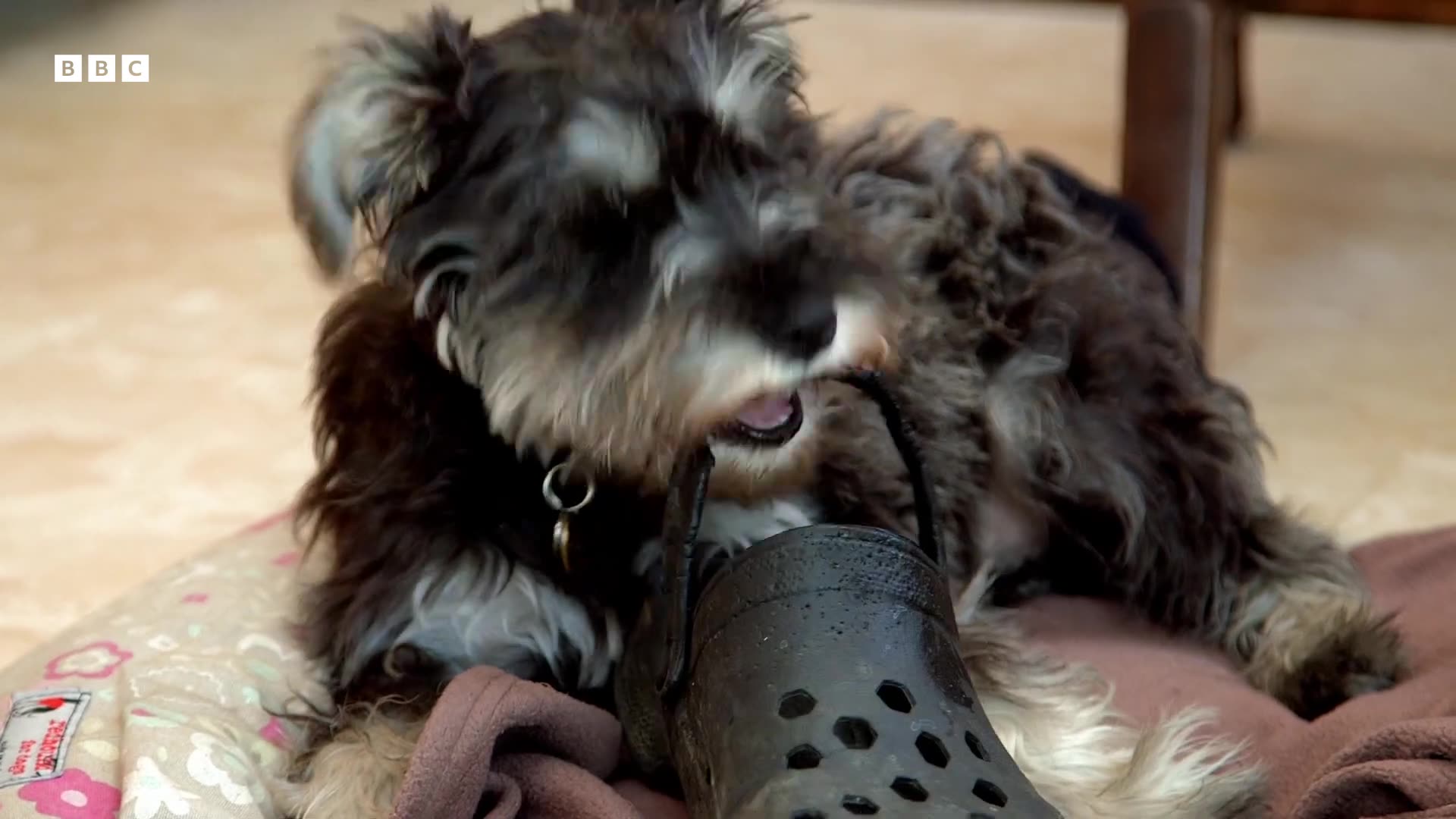 The Unique Bond Between Humans and Dogs Wonderful World of Puppies BBC ...