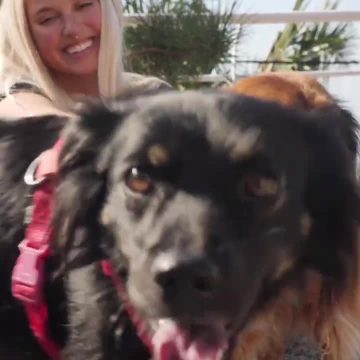 Funny Dog video try not to laugh 🤣 funny Dog