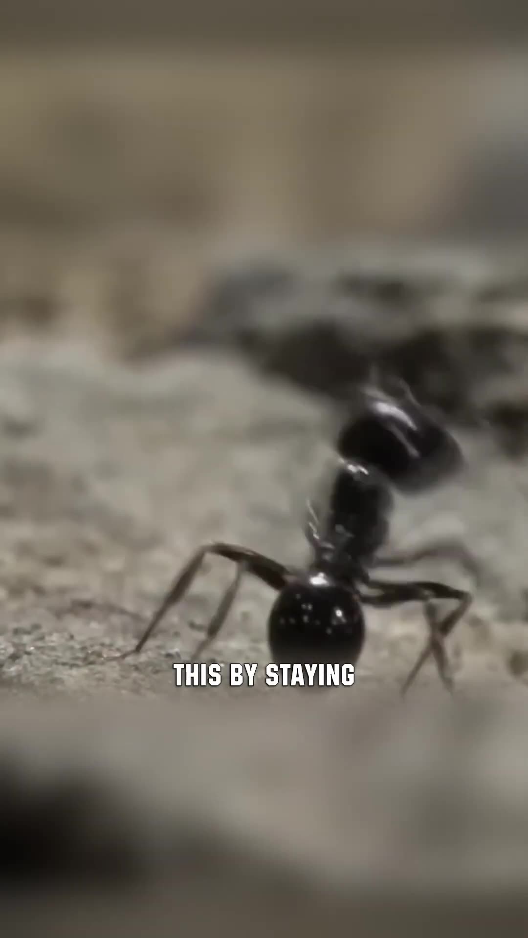 Very Sneaky Spider Mimic Ants!
