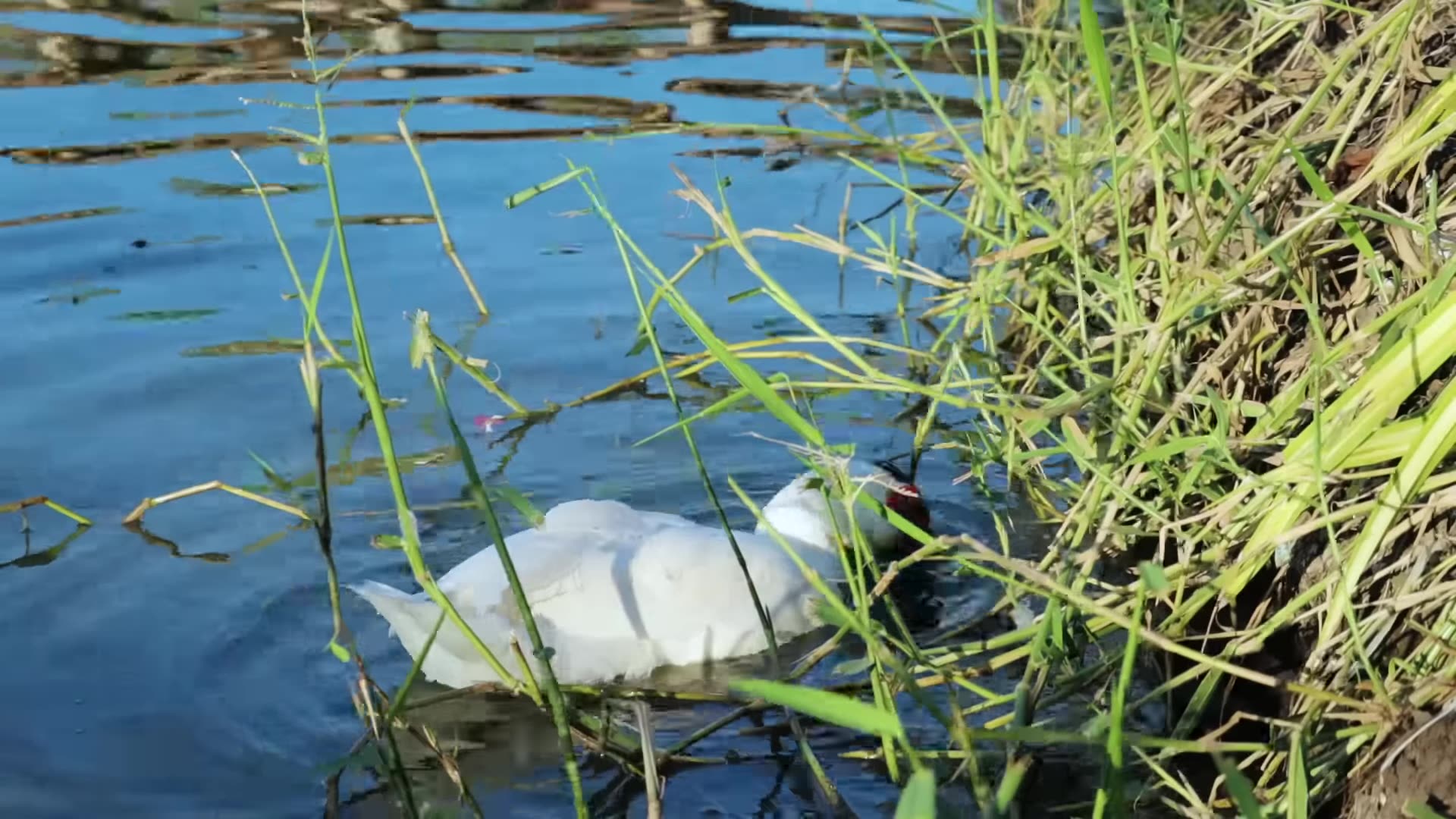 How an invasive fish breeds and produces thousands of offspring in our ...