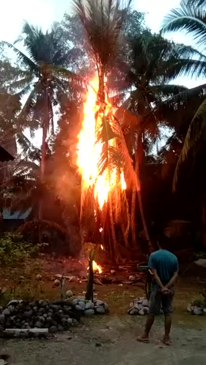 Burning Coconut Tree