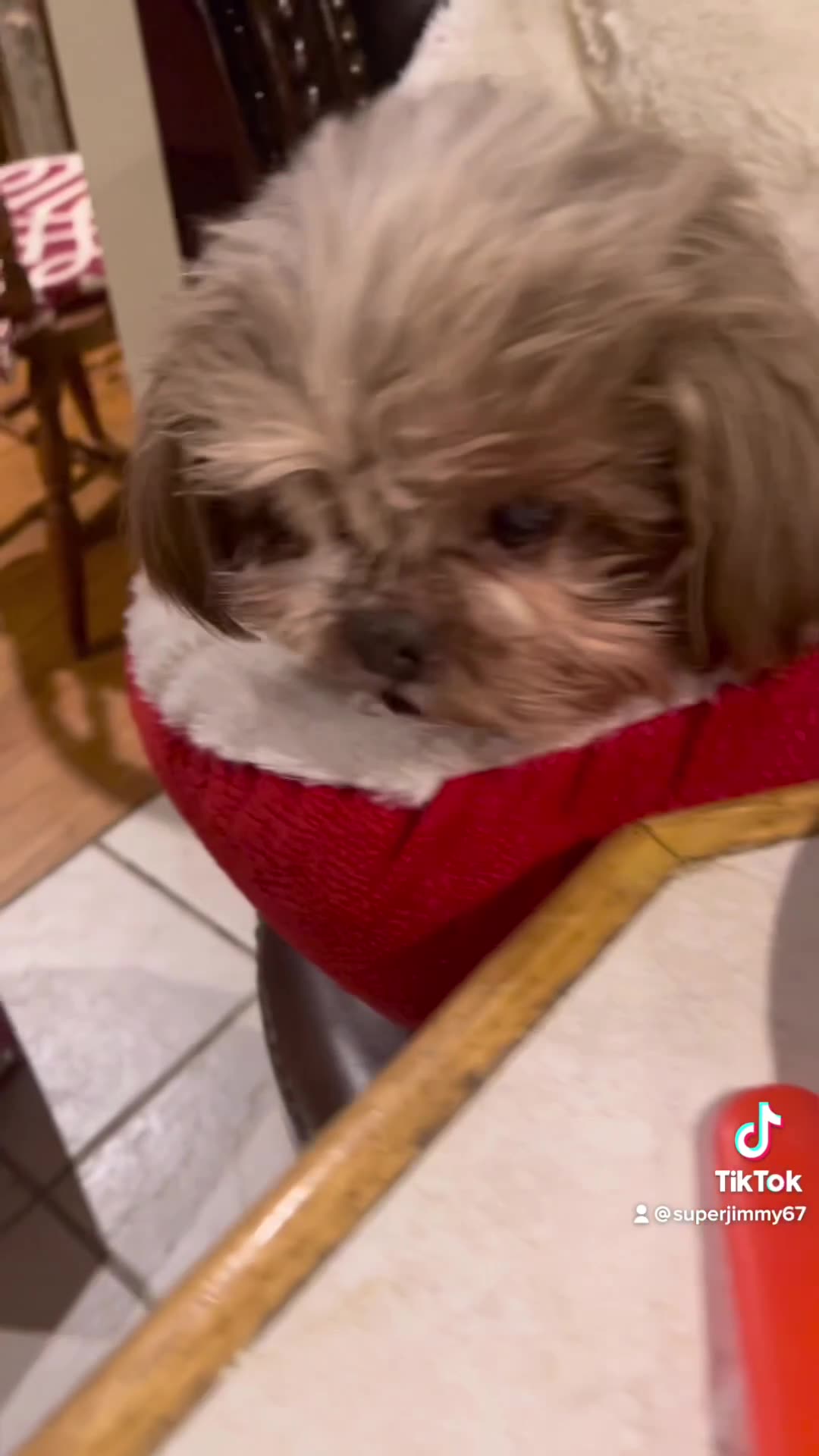 Gigi Dinner Time
