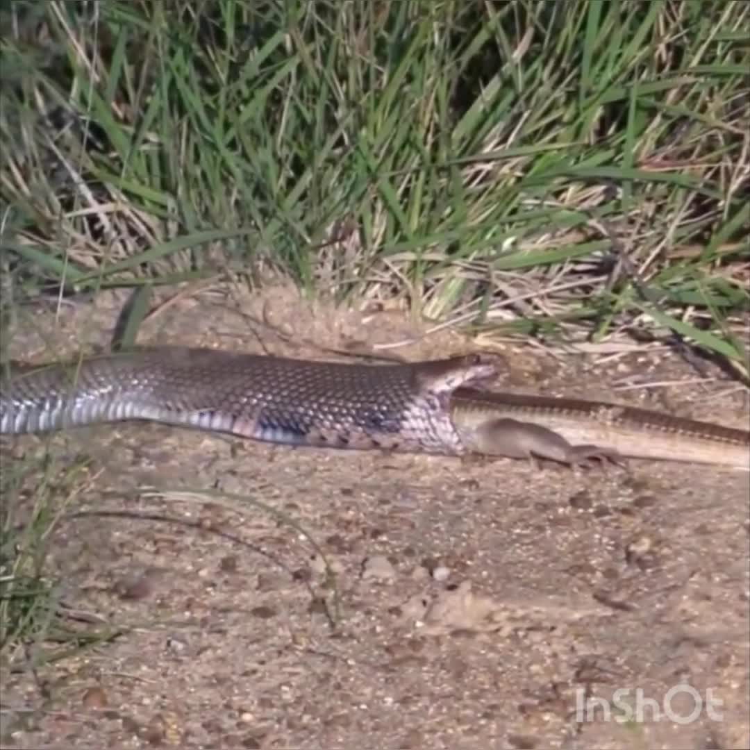 Deadly snake attack on monitor lizard