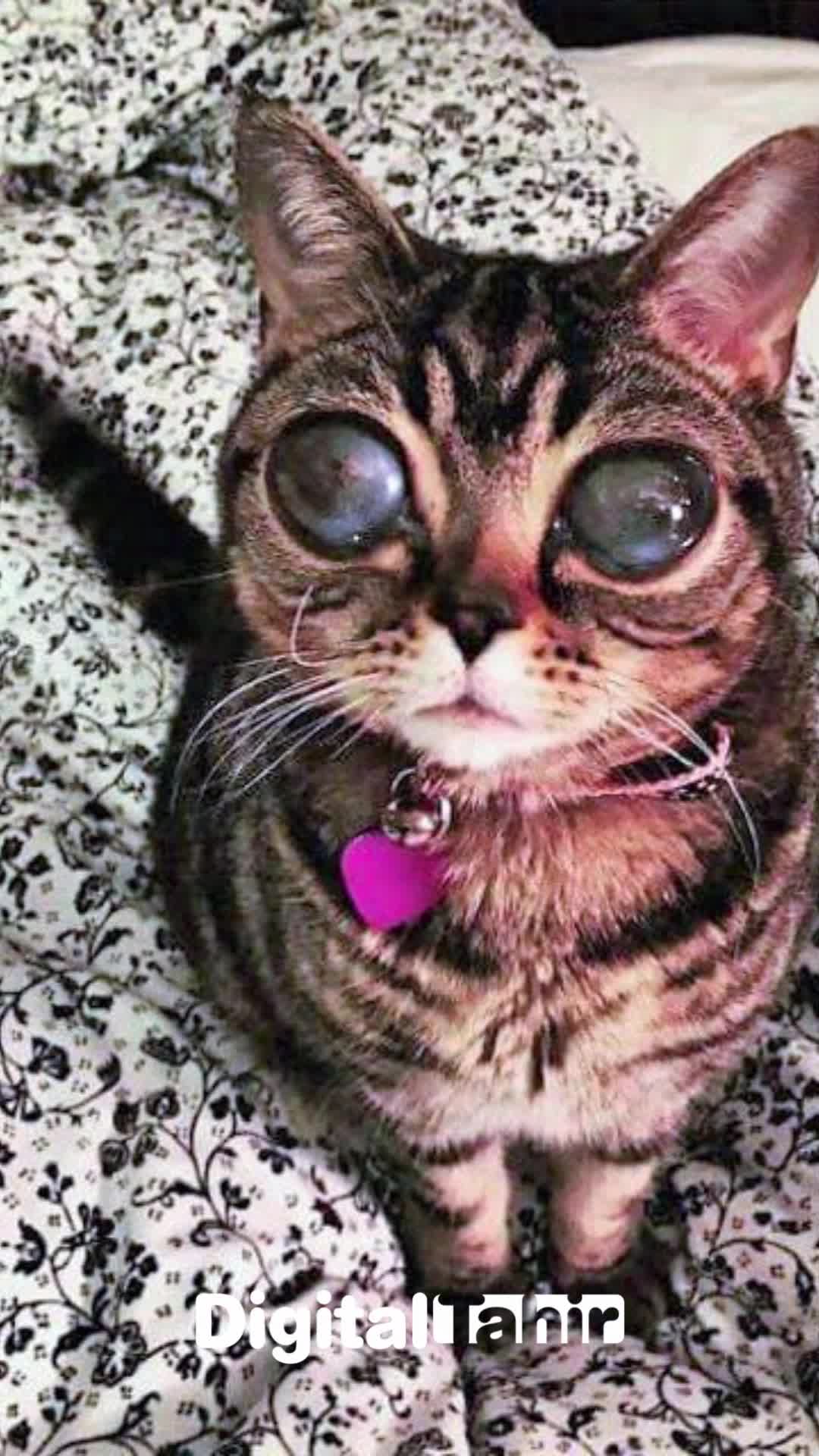 Top 10 Weirdest Pets In The World Part 1